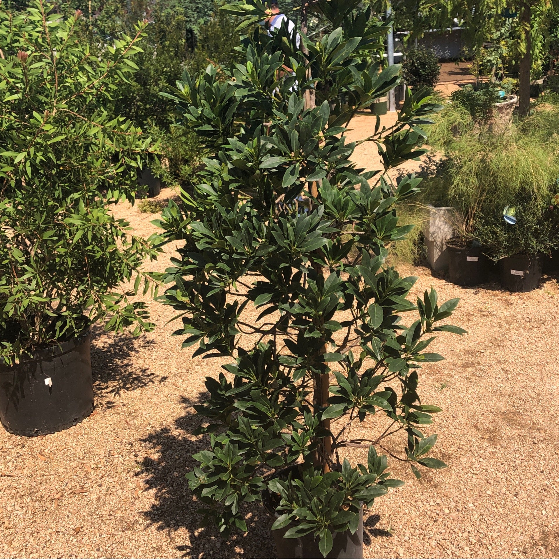 Japanese Blueberry Tree | Garden Seventeen